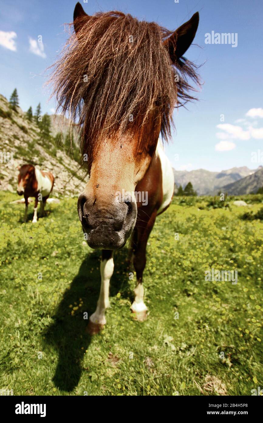 Cavallo di profilo anteriore immagini e fotografie stock ad alta ...