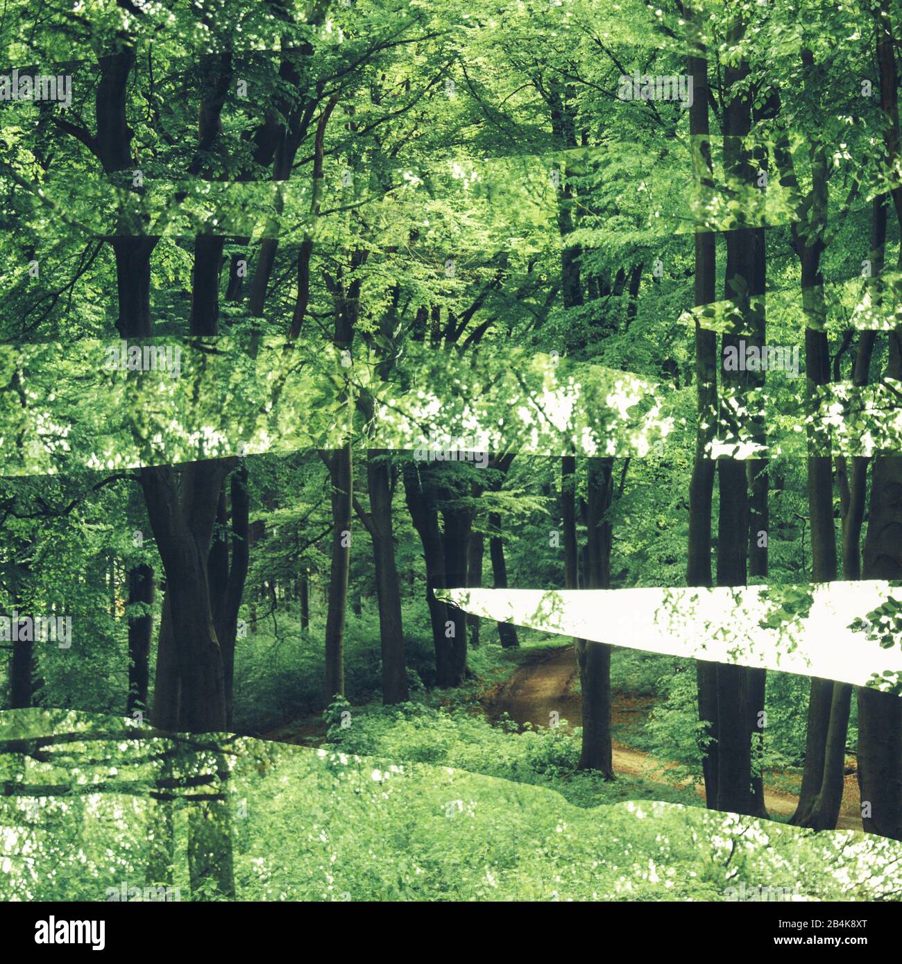 Alberi forestali in natura immagini e fotografie stock ad alta ...
