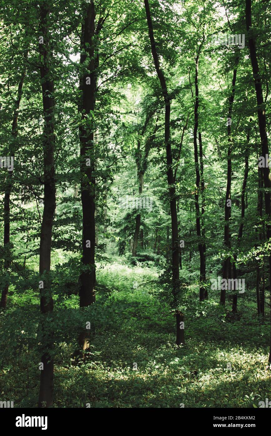 Alberi decidui nella foresta immagini e fotografie stock ad alta ...
