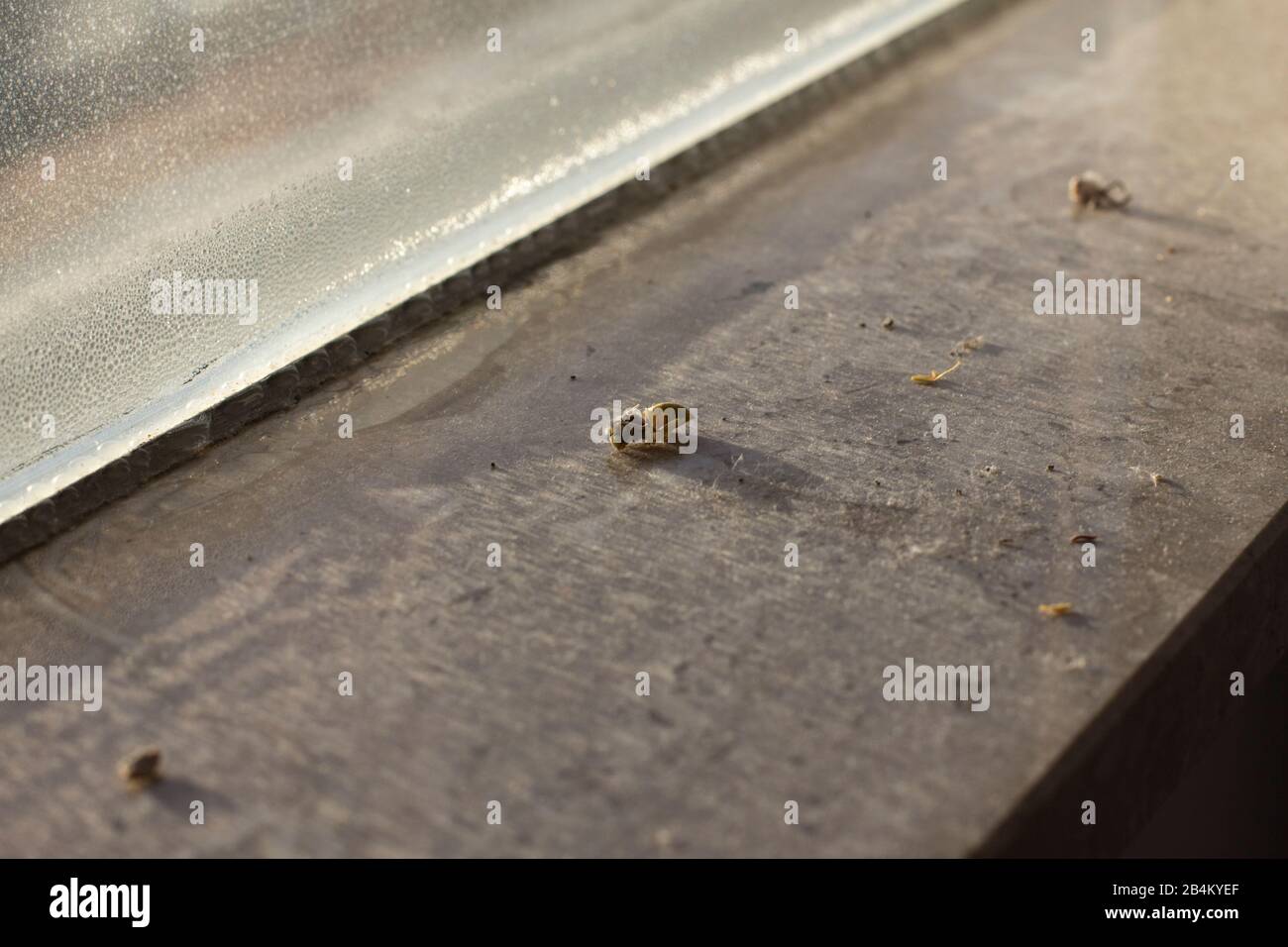 Geädertes insekt immagini e fotografie stock ad alta risoluzione - Alamy