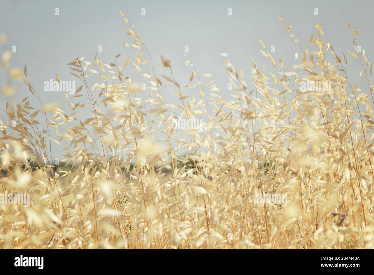Avena selvatica avena fatua immagini e fotografie stock ad alta ...