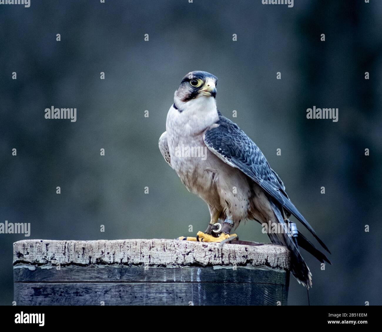 Uccelli Rapaci Volanti Immagini e Fotos Stock - Alamy