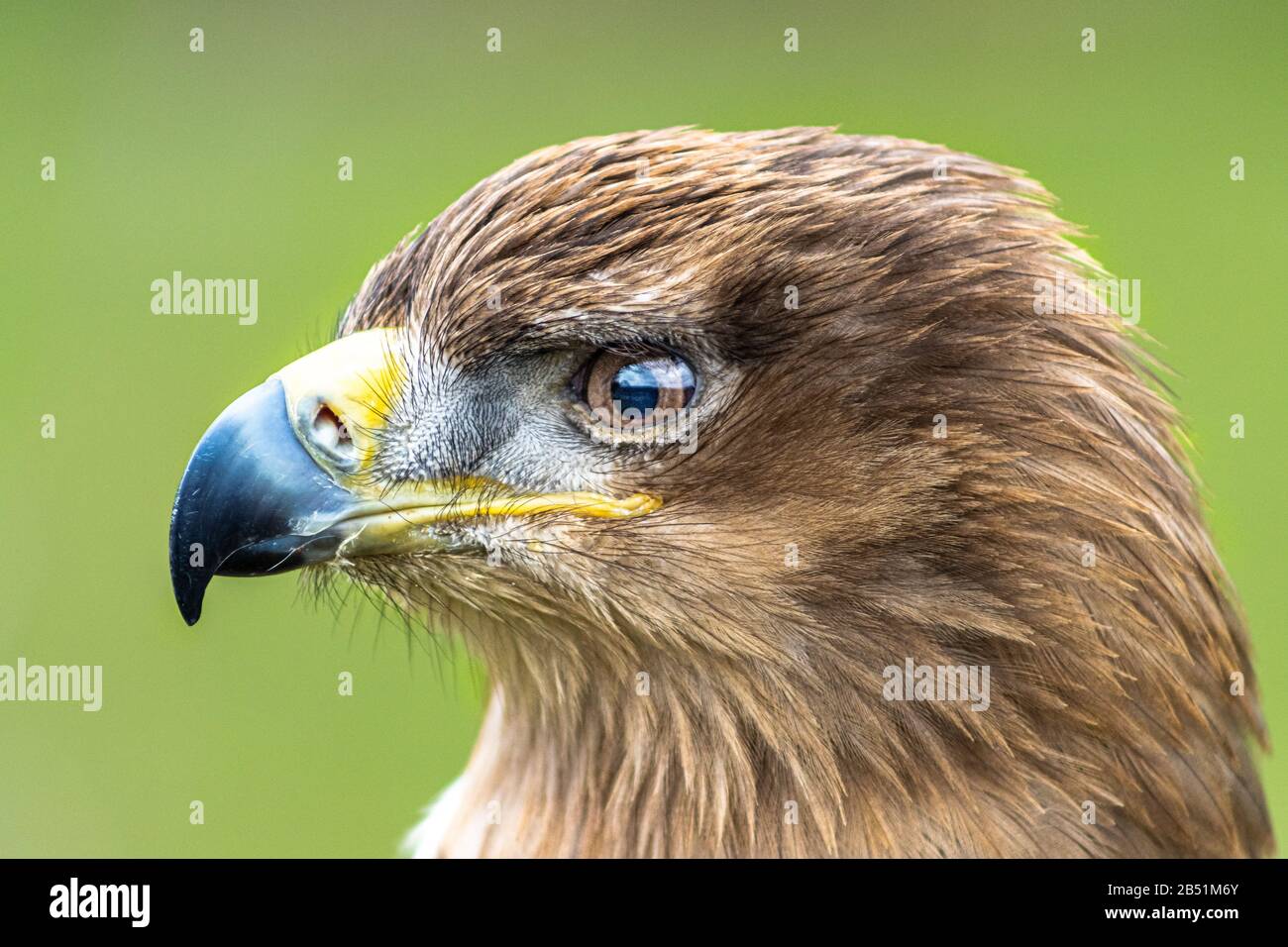 Uccelli Rapaci Volanti Immagini e Fotos Stock - Alamy