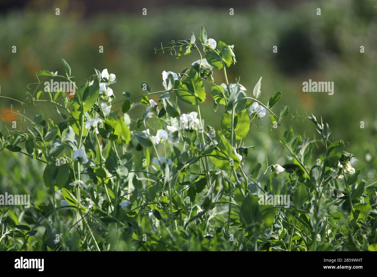 Pianta di pisello verde immagini e fotografie stock ad alta risoluzione ...