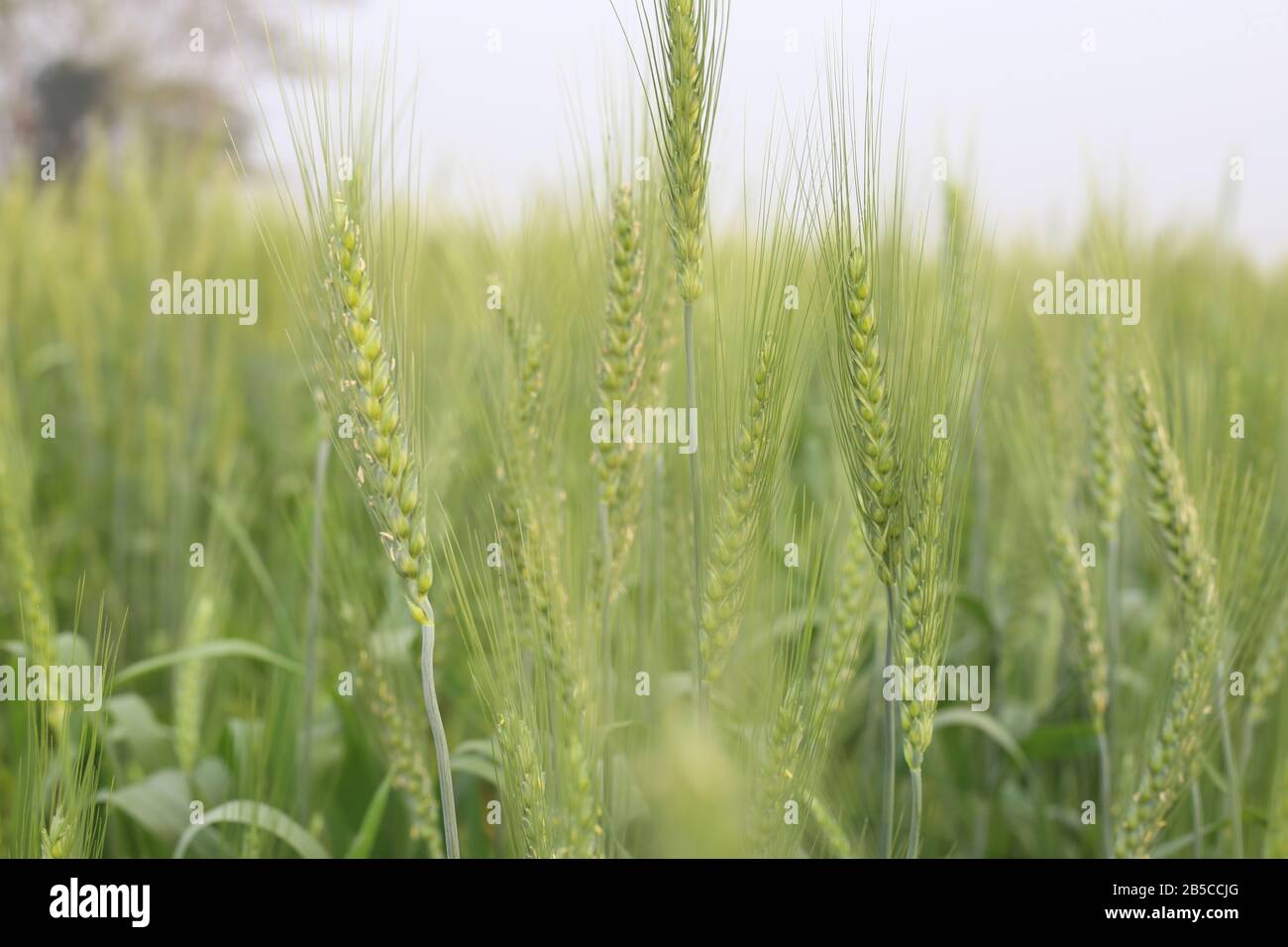 Pianta di grano tenero immagini e fotografie stock ad alta risoluzione ...