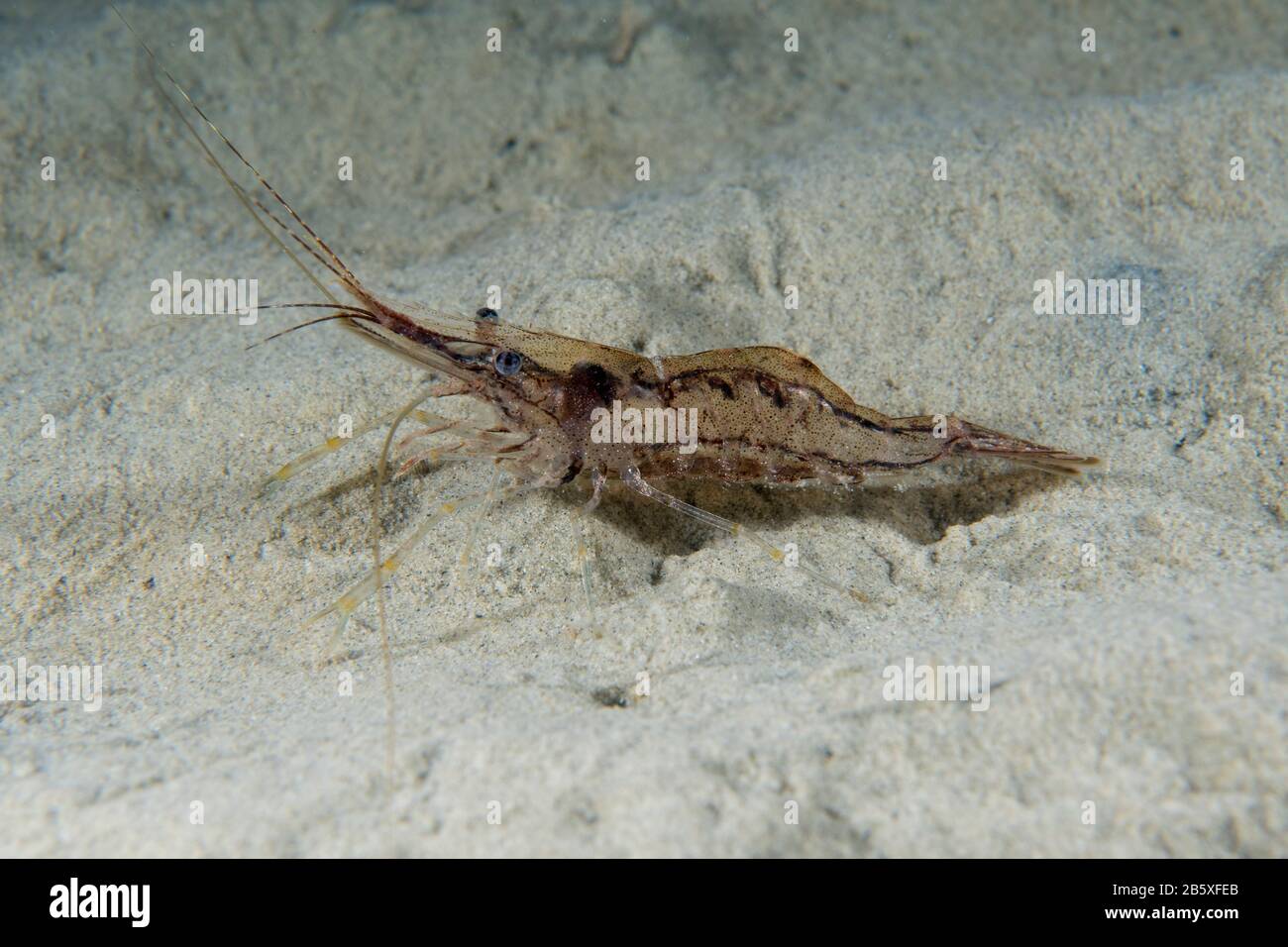 Palaemon adspersus immagini e fotografie stock ad alta risoluzione - Alamy