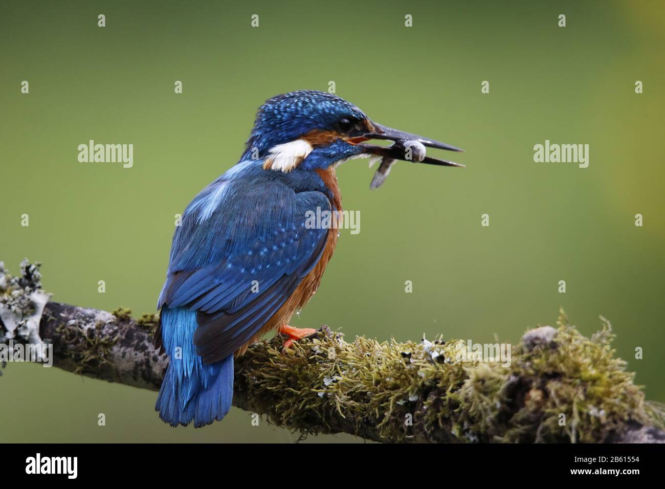 Pesce Che Pesca Immagini e Fotos Stock - Alamy
