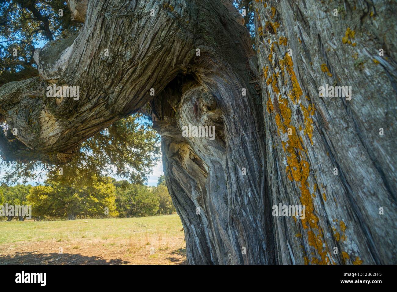 Ginepro thurifera immagini e fotografie stock ad alta risoluzione - Alamy