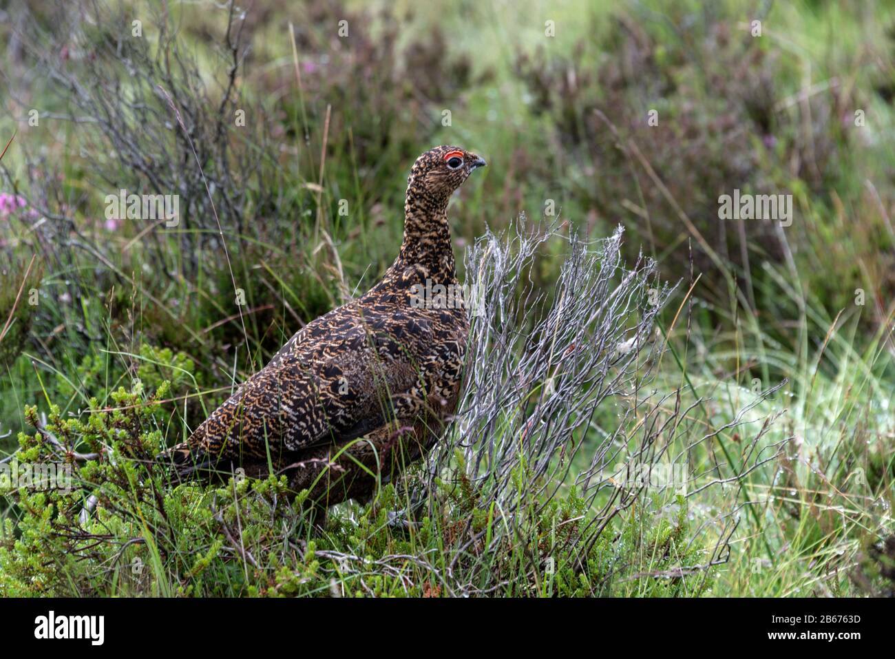 Gallina da gioco immagini e fotografie stock ad alta risoluzione - Alamy