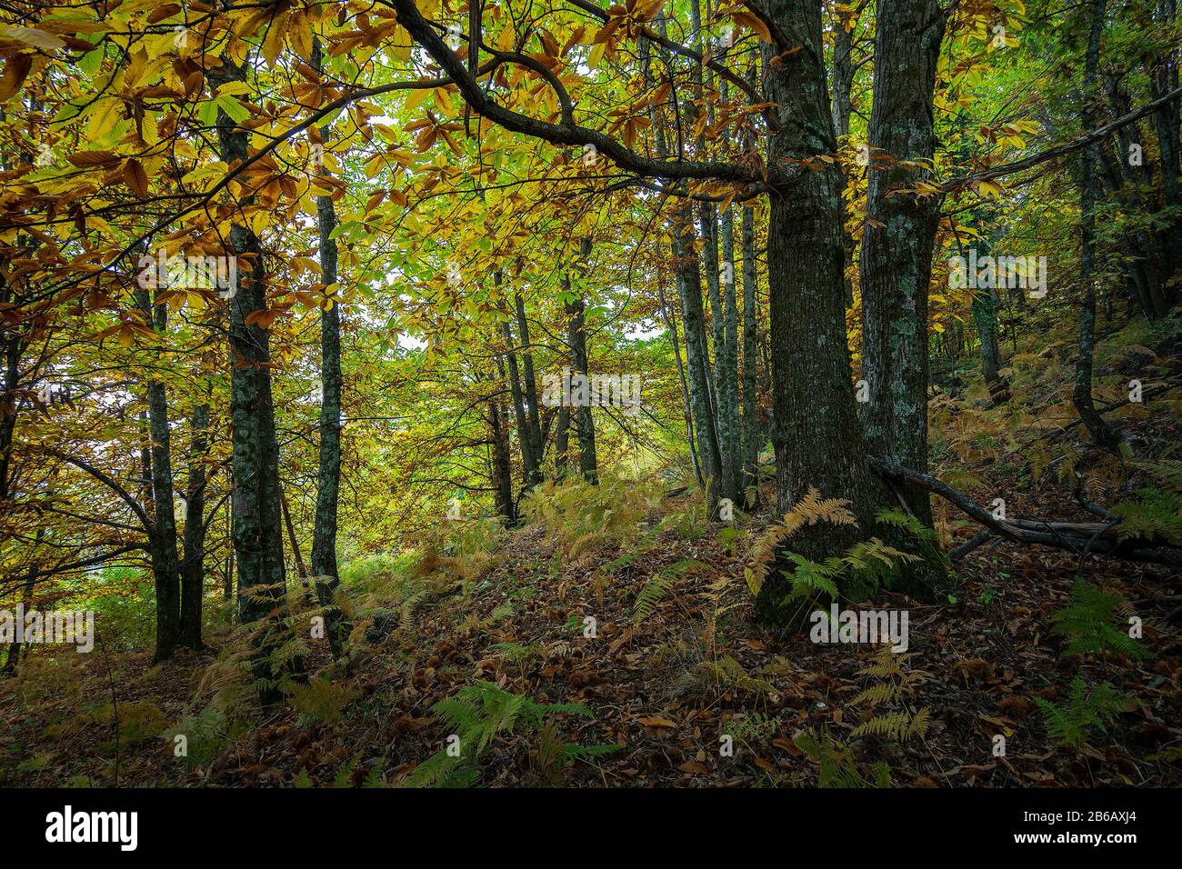 Foresta di castagni immagini e fotografie stock ad alta risoluzione - Alamy