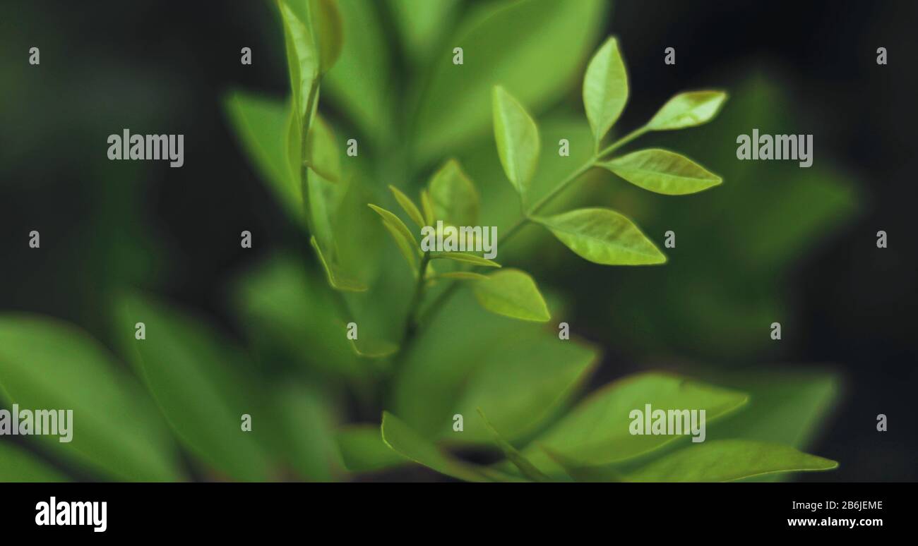 Pianta verde fresca immagini e fotografie stock ad alta risoluzione - Alamy