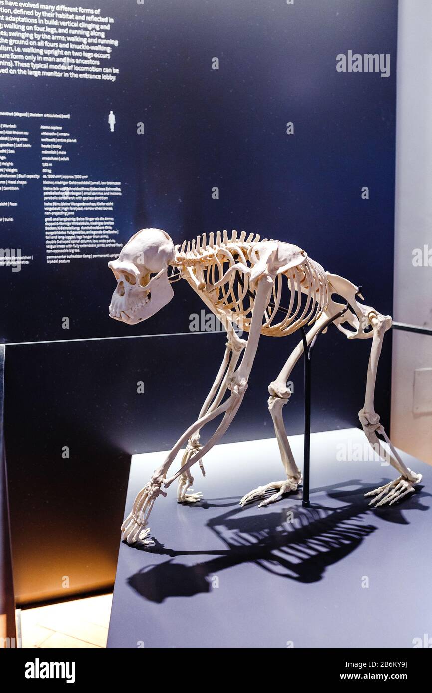 Ricostruzione dello scheletro umano antico immagini e fotografie stock ...