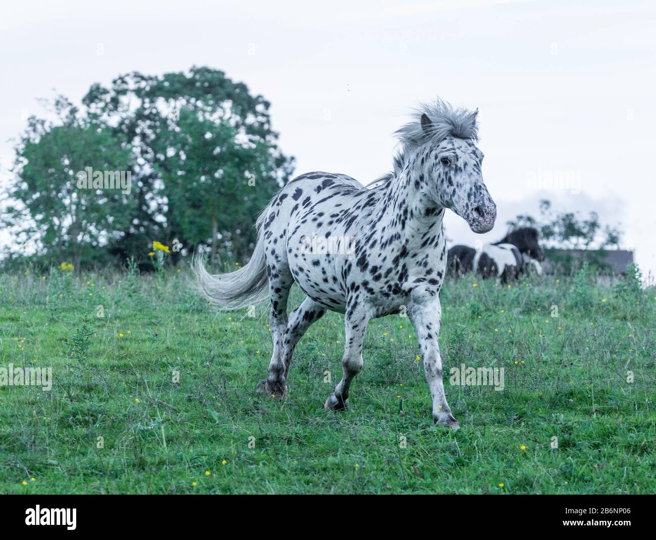 Razze di pony immagini e fotografie stock ad alta risoluzione - Alamy