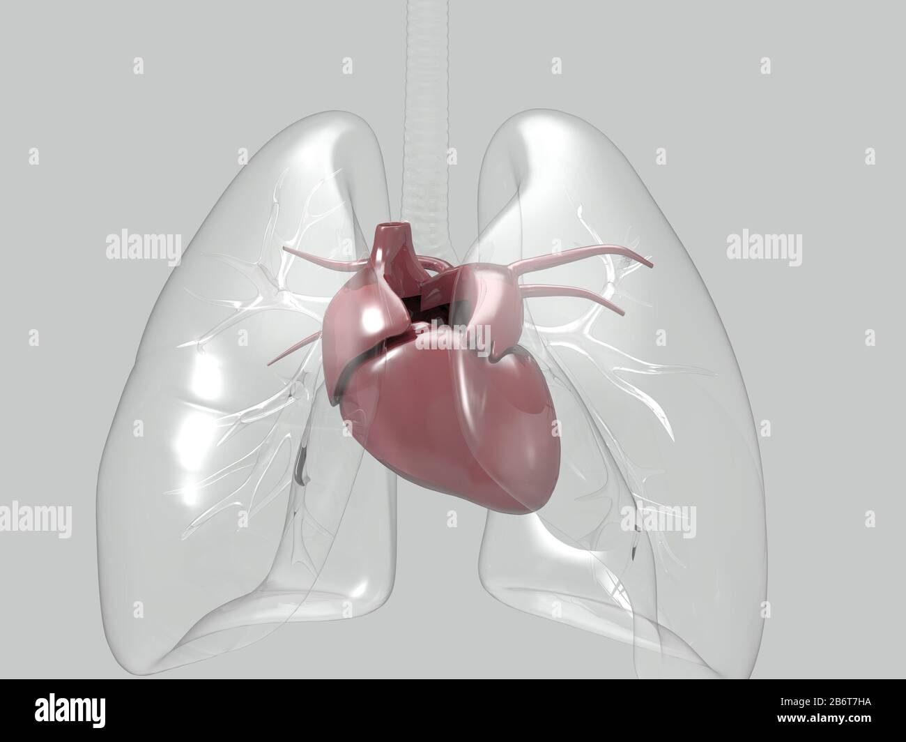 Anatomia del corpo umano e del cuore 3d immagini e fotografie stock ad ...