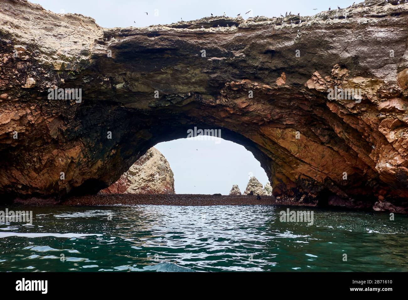 Fauna paracas immagini e fotografie stock ad alta risoluzione - Alamy