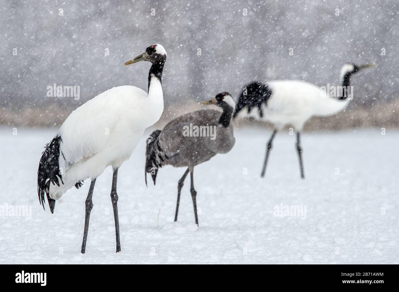 Rosso Eurasiatico Immagini e Fotos Stock - Alamy