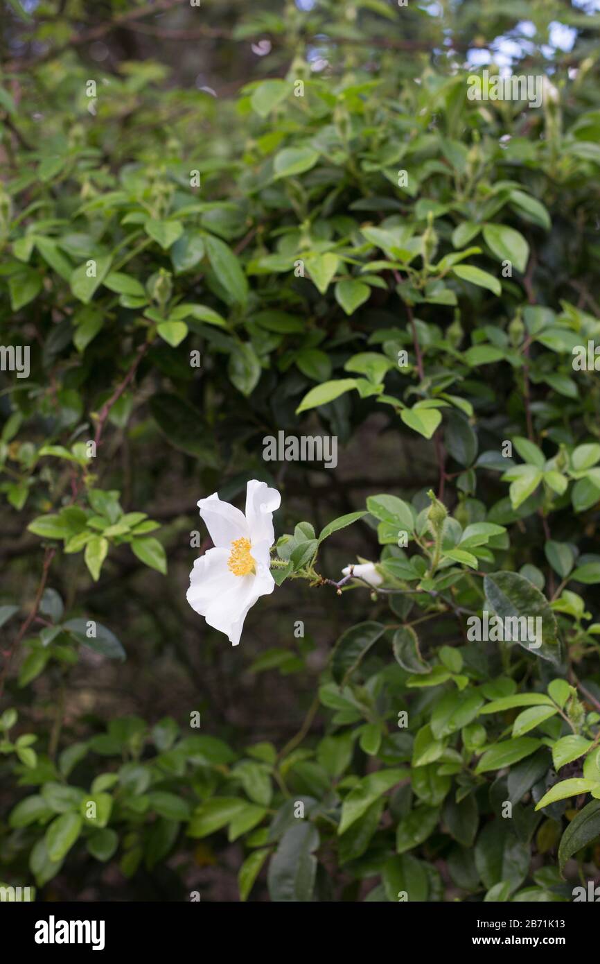 Rosa laevigata immagini e fotografie stock ad alta risoluzione - Alamy