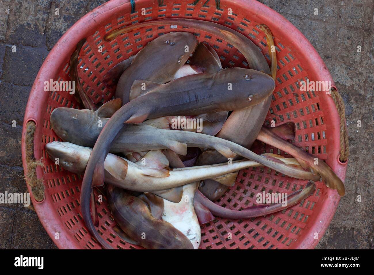 Squali spinosi immagini e fotografie stock ad alta risoluzione - Alamy