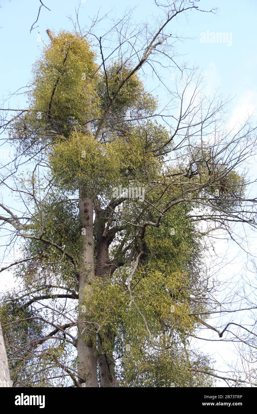 Rituale di quercia e vischio immagini e fotografie stock ad alta ...
