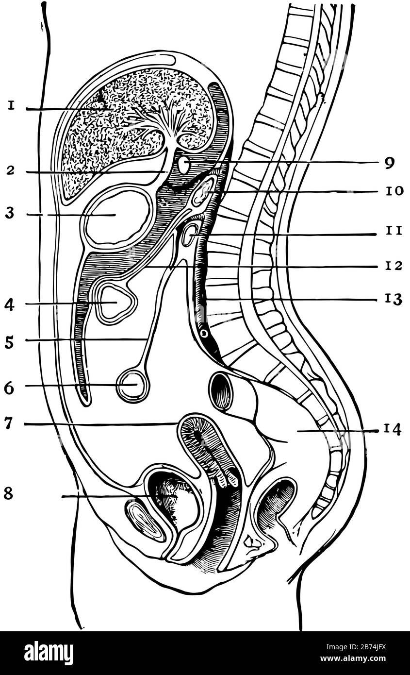 Peritoneo parietale Foto e Immagini Stock in Bianco e Nero - Alamy