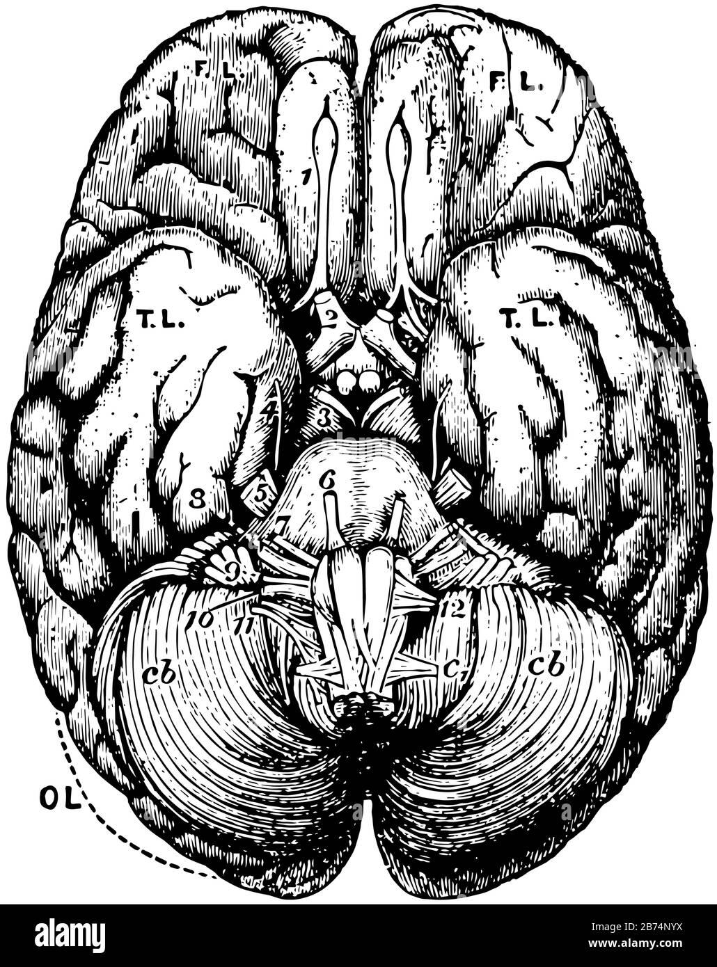 Cervello disegno immagini e fotografie stock ad alta risoluzione - Alamy