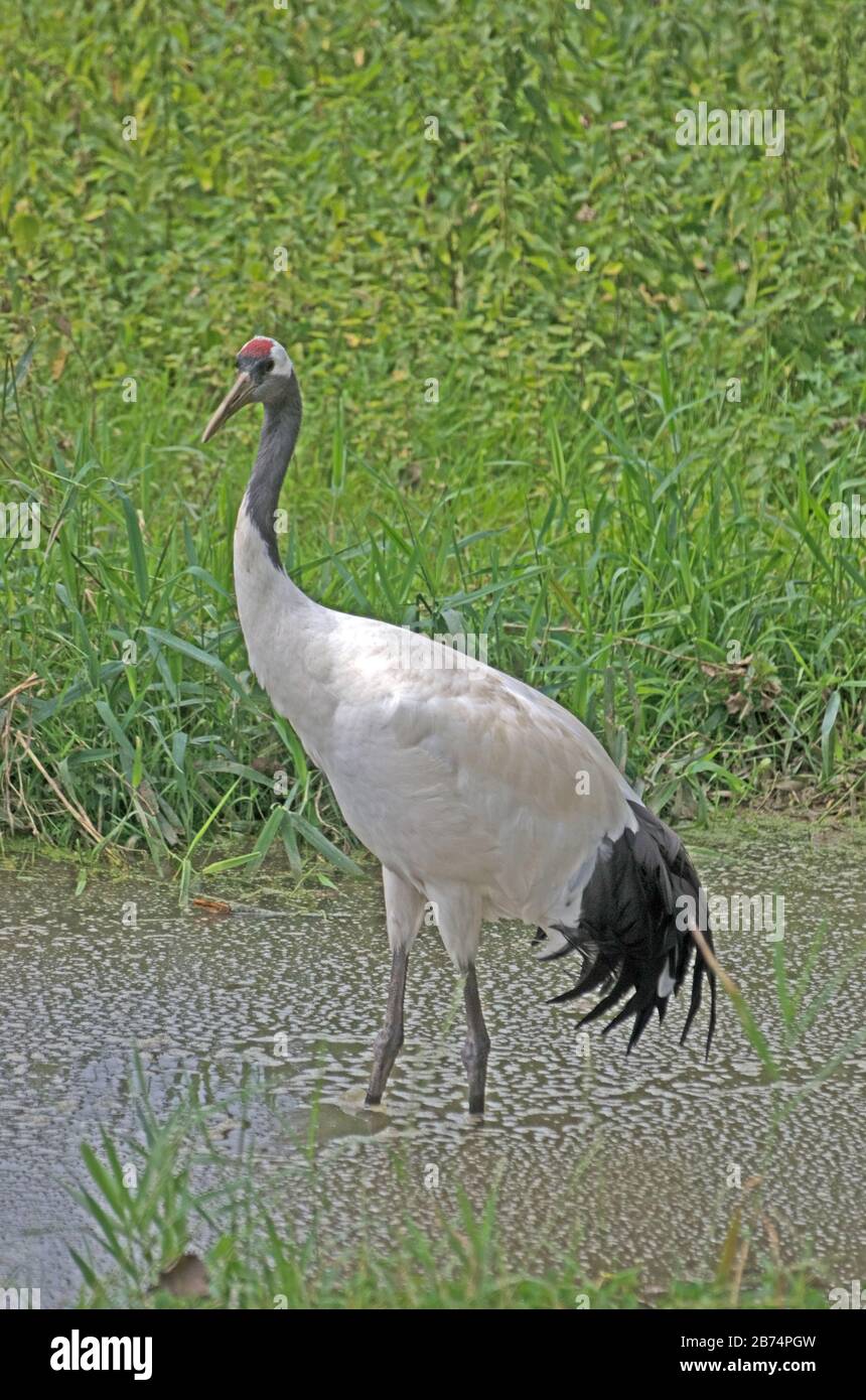 Japanese crane grus japonensis immagini e fotografie stock ad alta ...