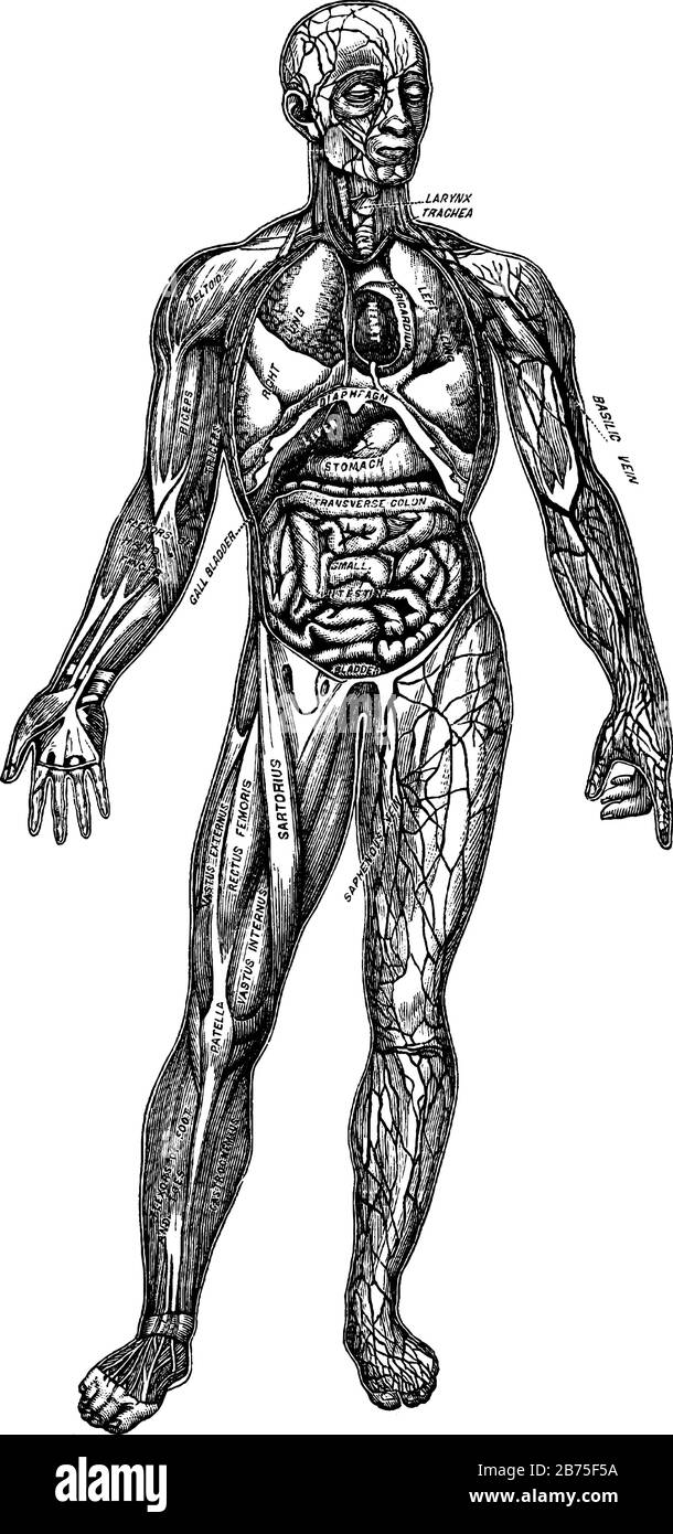 Addome e anatomia del torace Immagini Vettoriali Stock - Alamy