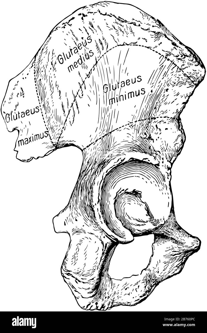 Osso Ilio The Hip Bone Diagram | Quizlet