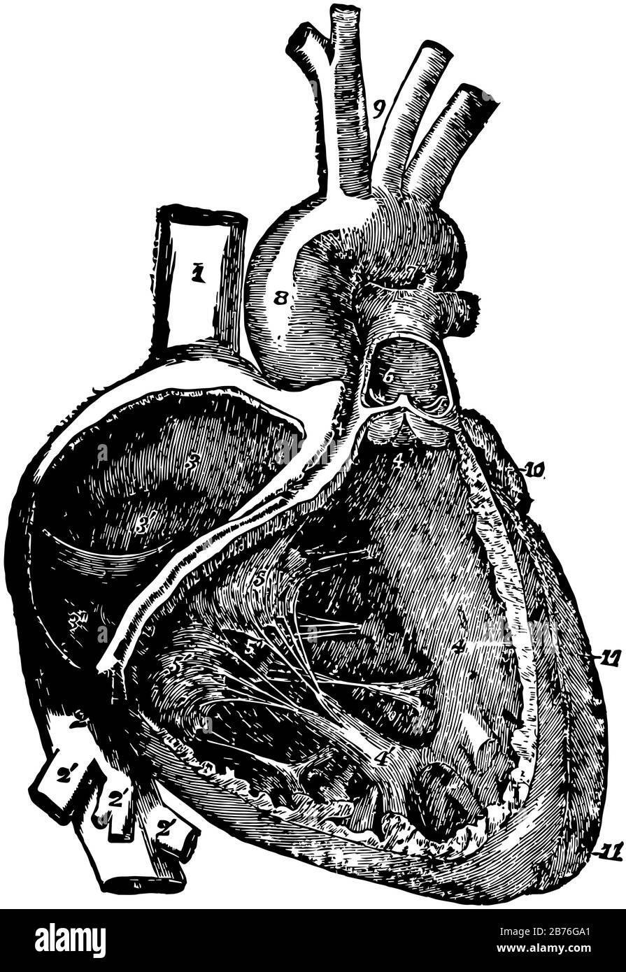 Atrio destro immagini e fotografie stock ad alta risoluzione - Alamy