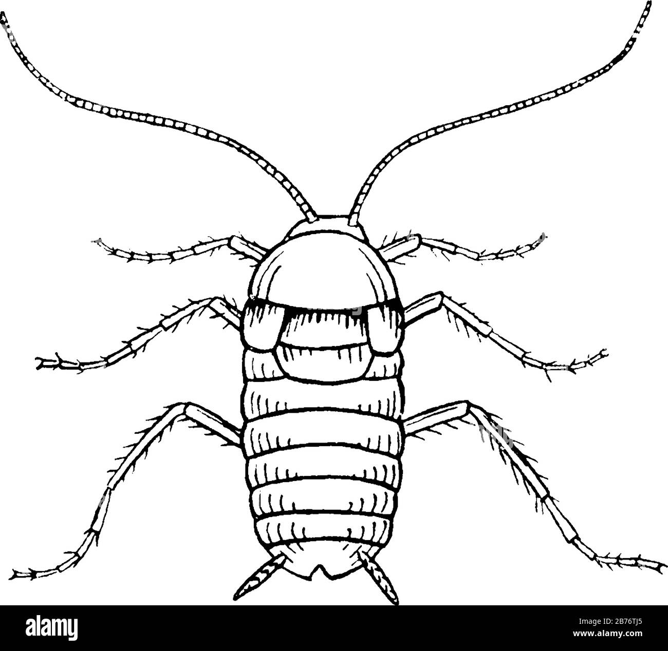 Compound eyes Immagini Vettoriali Stock - Alamy