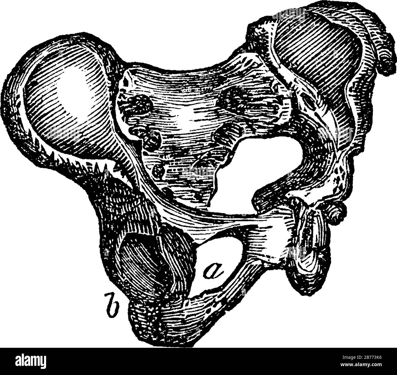 Pelvis bone immagini e fotografie stock ad alta risoluzione - Alamy