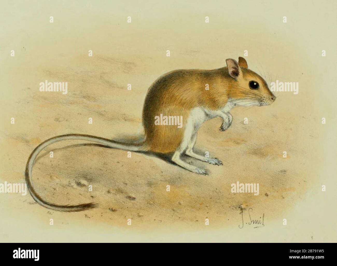Gerbillus gerbillus immagini e fotografie stock ad alta risoluzione - Alamy