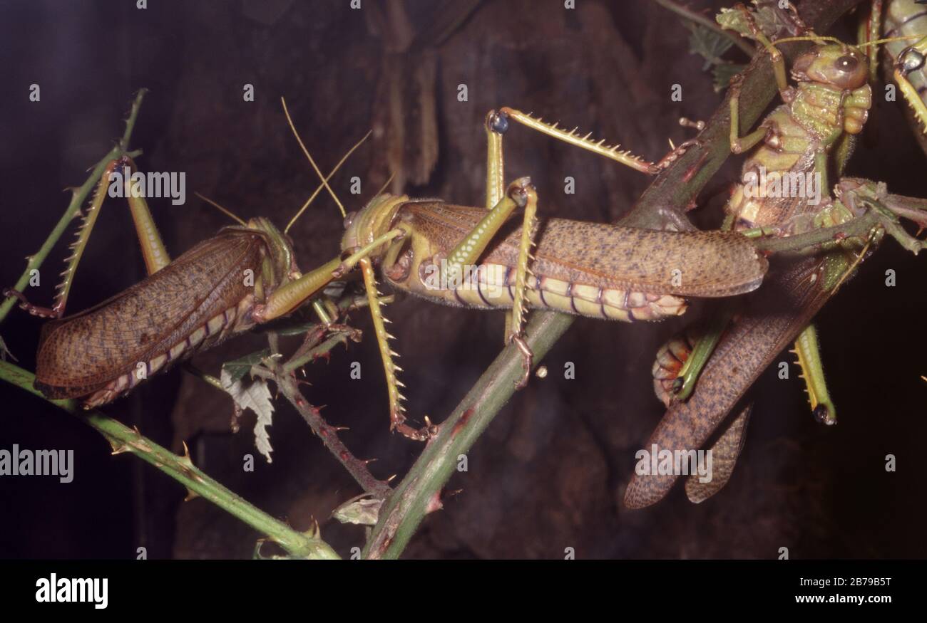 Anatomia della locusta immagini e fotografie stock ad alta risoluzione ...
