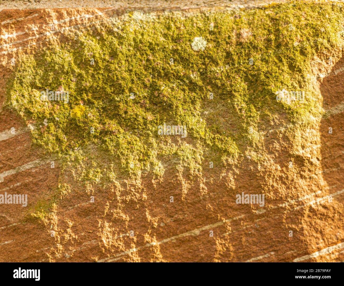 Sfondo muschioso immagini e fotografie stock ad alta risoluzione - Alamy