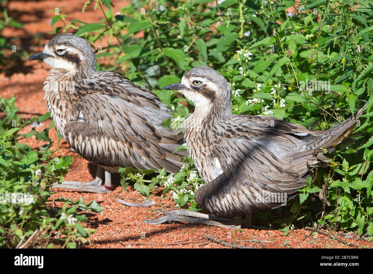 Cespuglio ginocchio spesso, Triele,Voegel,Vögel,Bird, Australischer ...