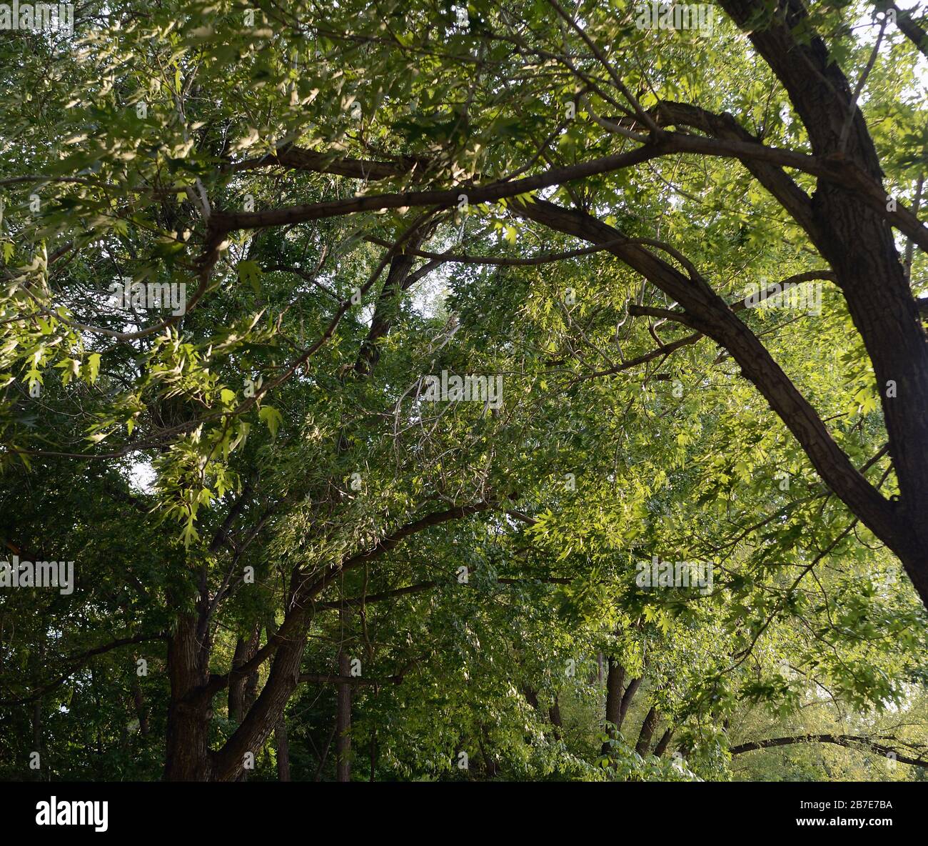 Alberi decidui con ombra immagini e fotografie stock ad alta ...