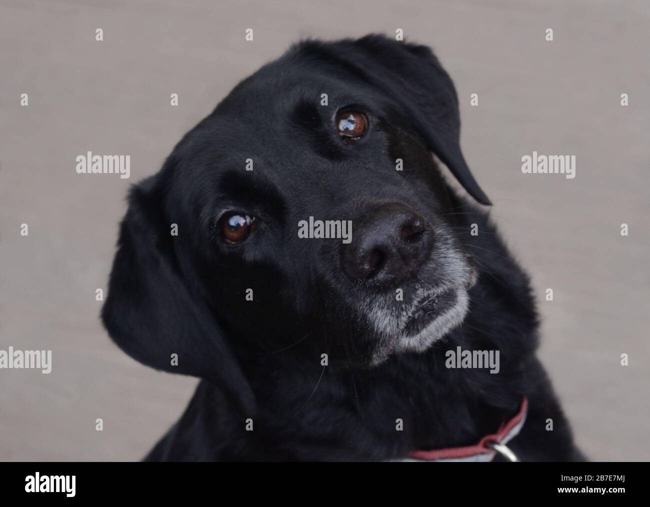 Sguardo interrogativo del cane immagini e fotografie stock ad alta risoluzione - Alamy