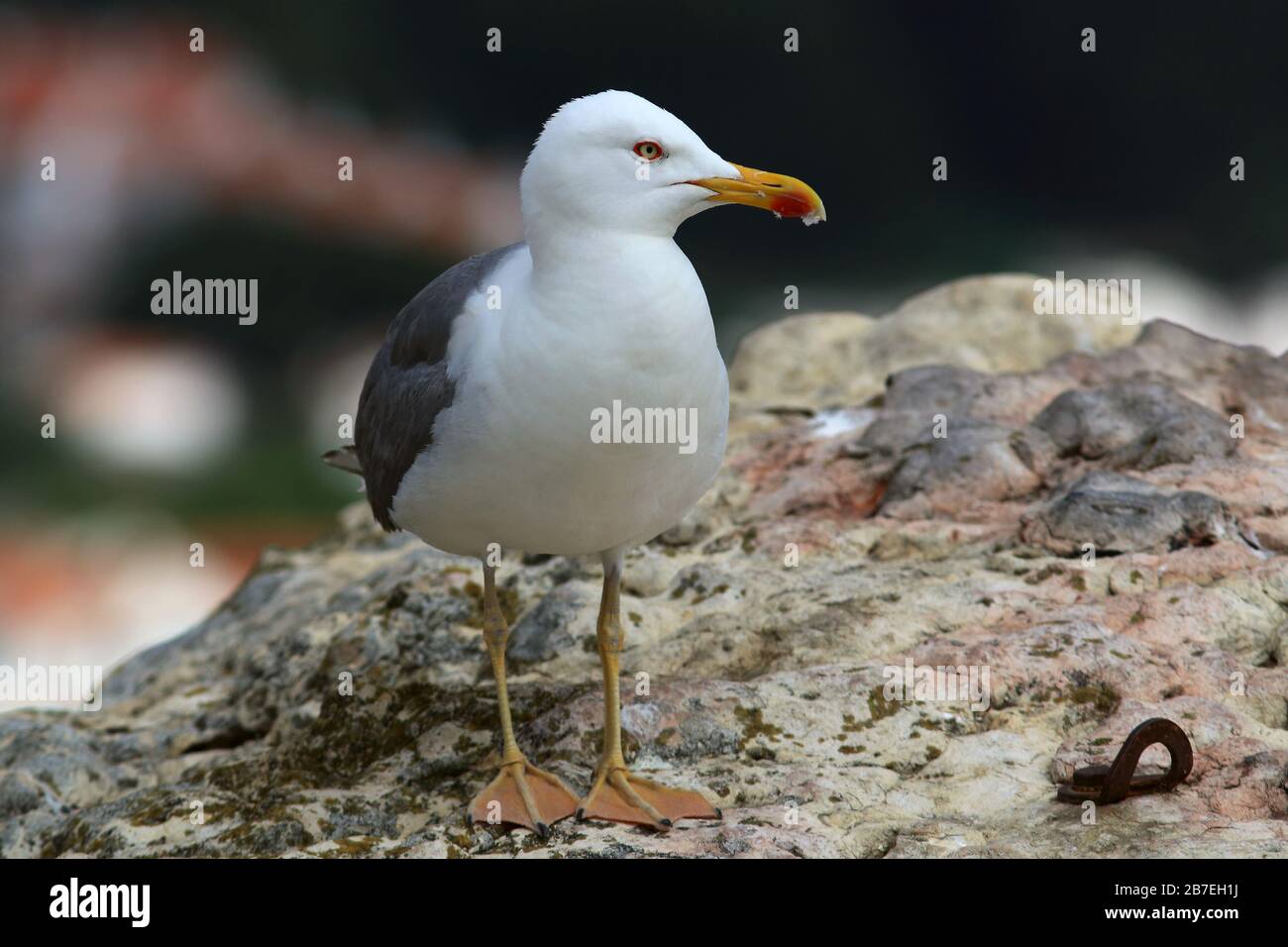 Il gabbiano minore appollaiato nero arroccato immagini e fotografie ...