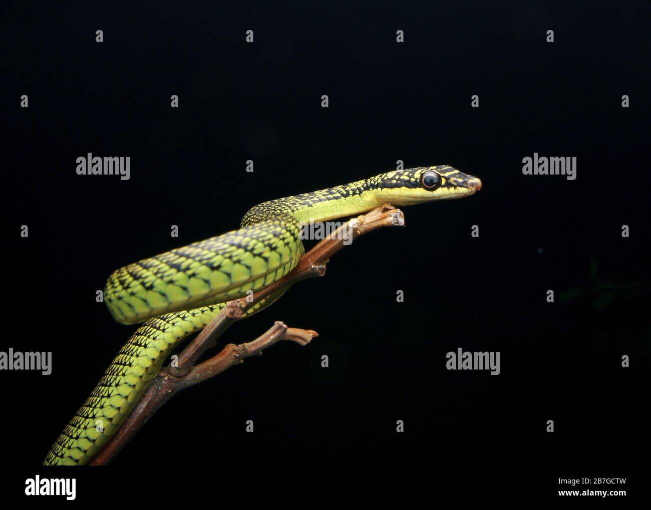Serpente volante immagini e fotografie stock ad alta risoluzione - Alamy