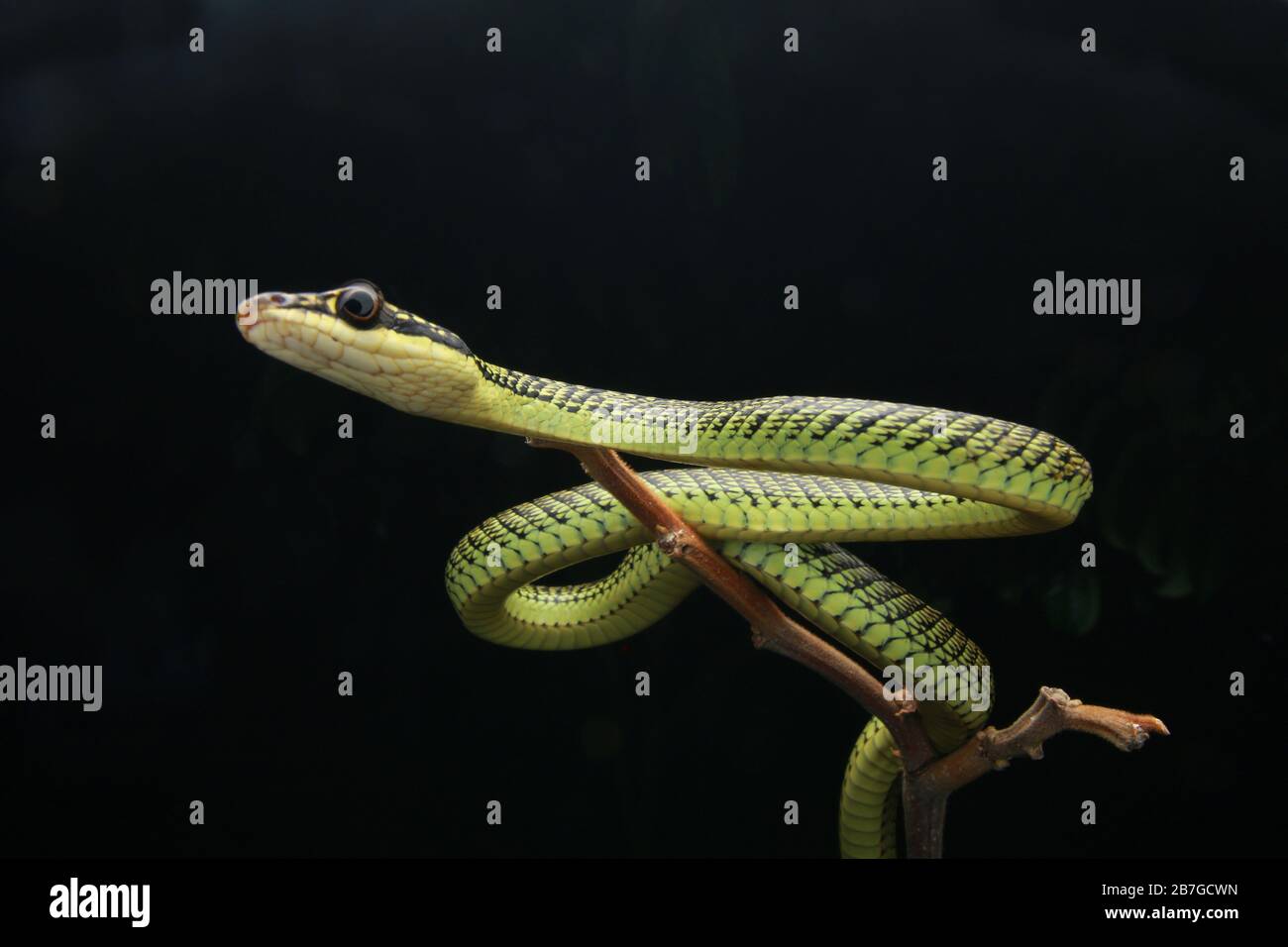 Serpente volante immagini e fotografie stock ad alta risoluzione - Alamy