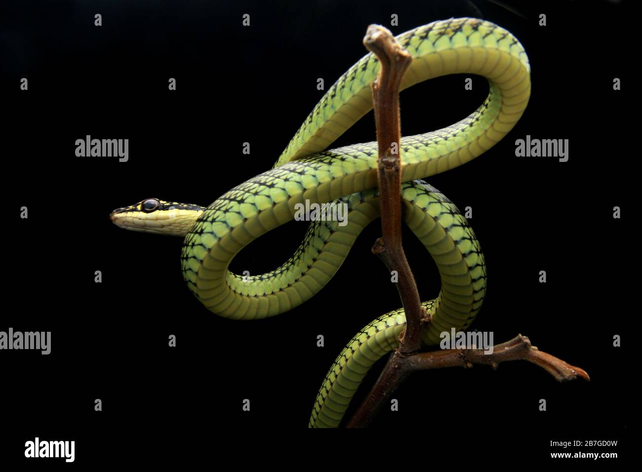 Serpente volante immagini e fotografie stock ad alta risoluzione - Alamy