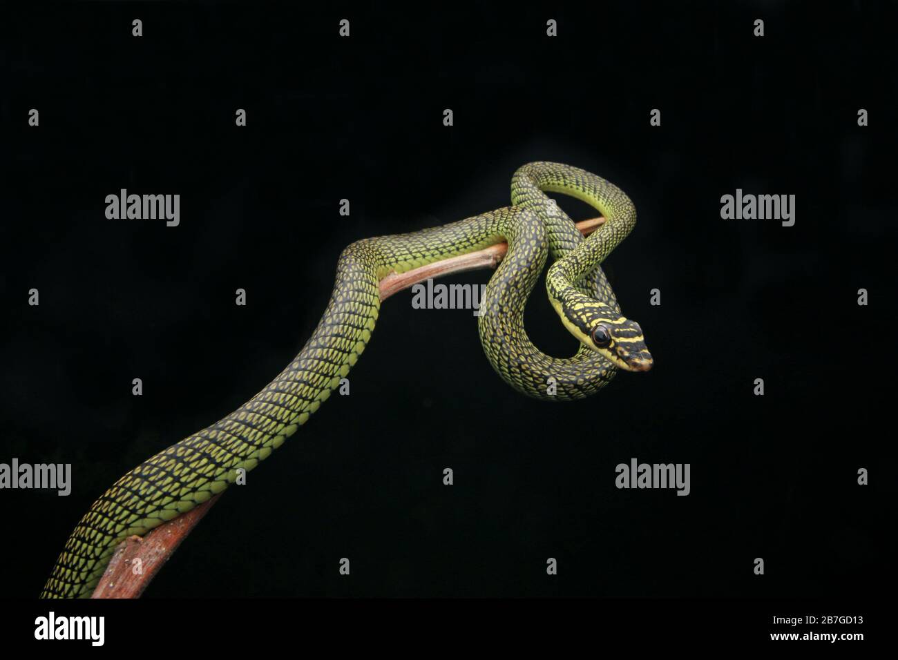 Serpente volante immagini e fotografie stock ad alta risoluzione - Alamy
