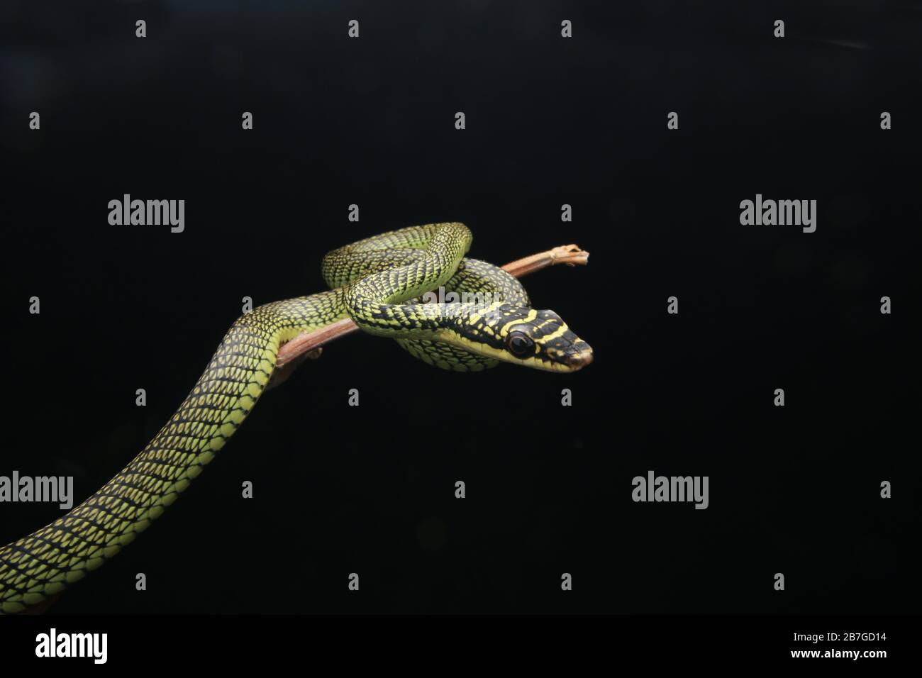 Serpente volante immagini e fotografie stock ad alta risoluzione - Alamy