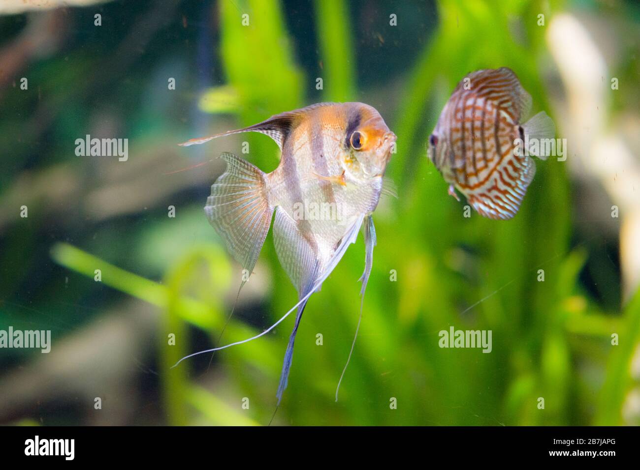 Orinoco angelfish pterophyllum altum immagini e fotografie stock ad ...