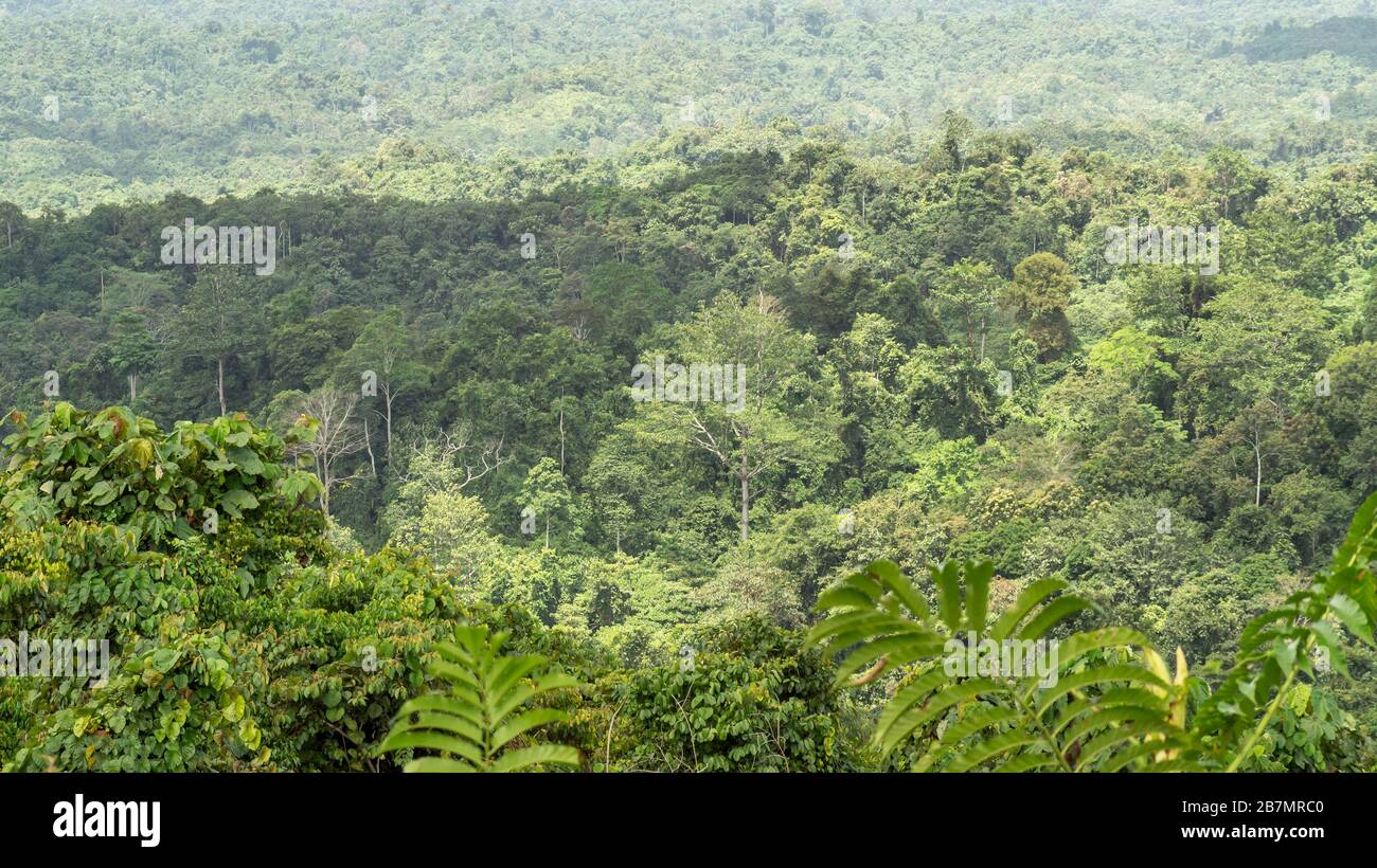Vista verde del fondo delle piante degli alberi forestali della foresta ...