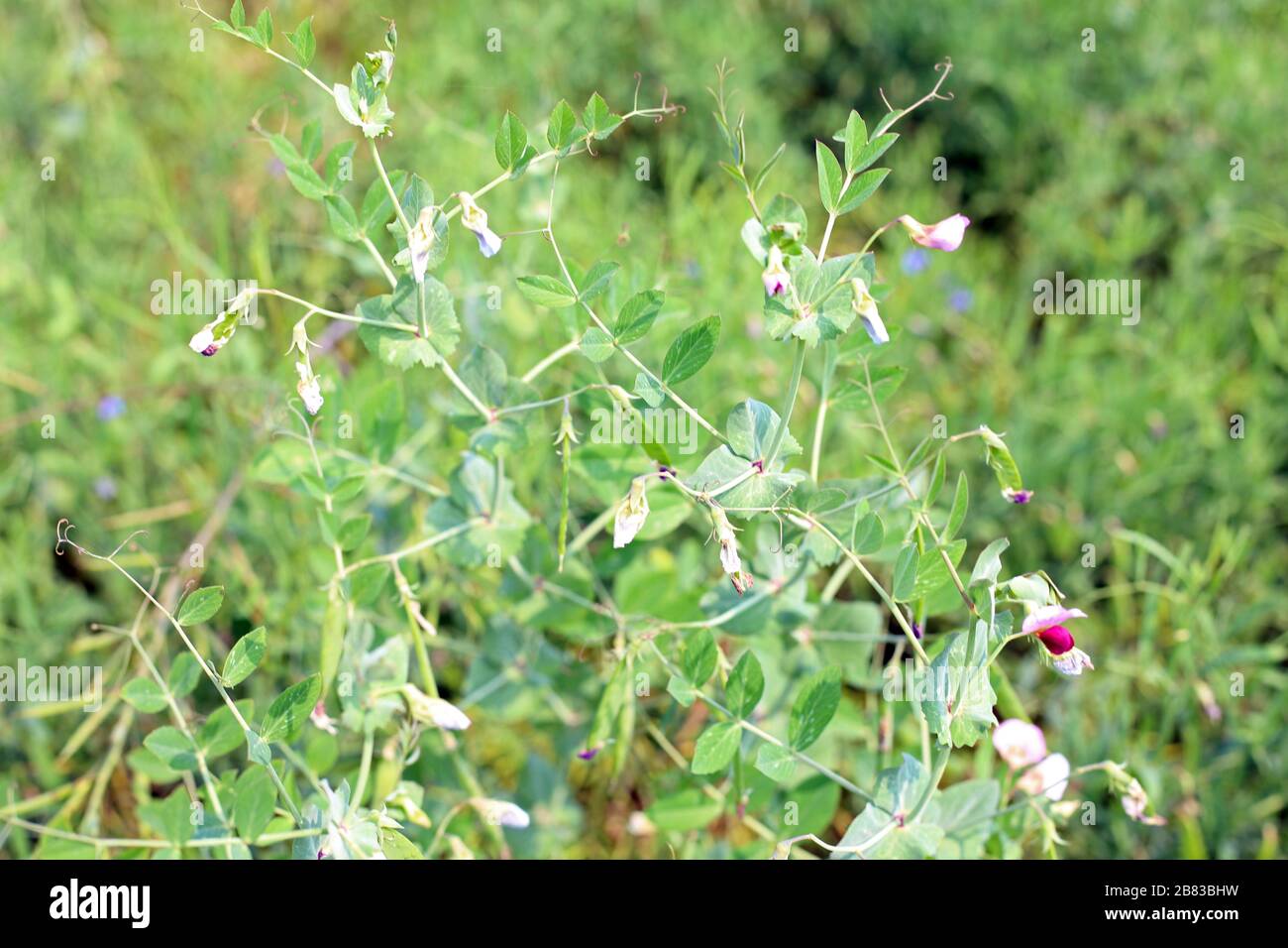 Colture di piselli verdi immagini e fotografie stock ad alta ...