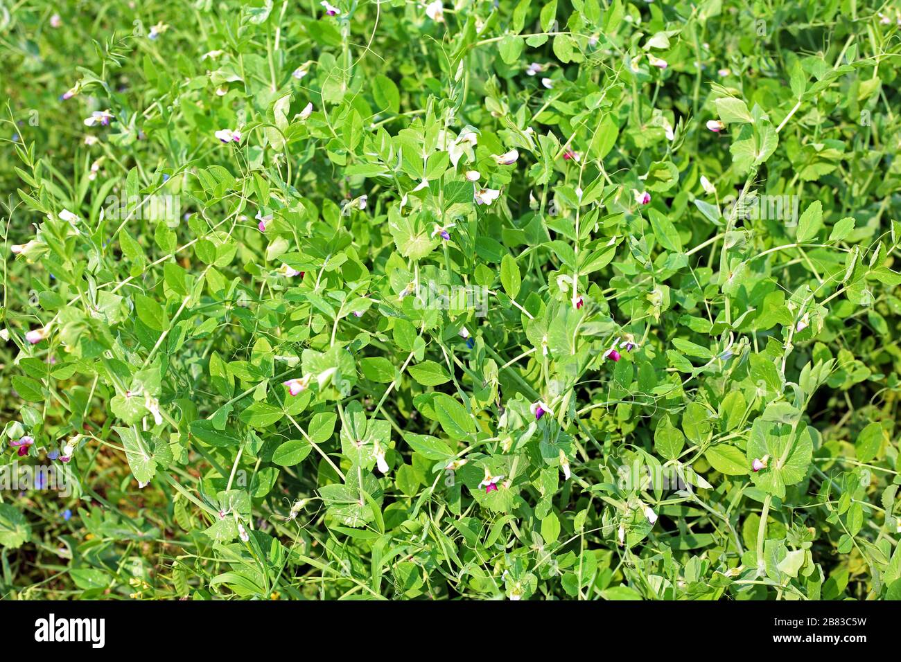 Come coltivare la pianta di piselli immagini e fotografie stock ad alta ...