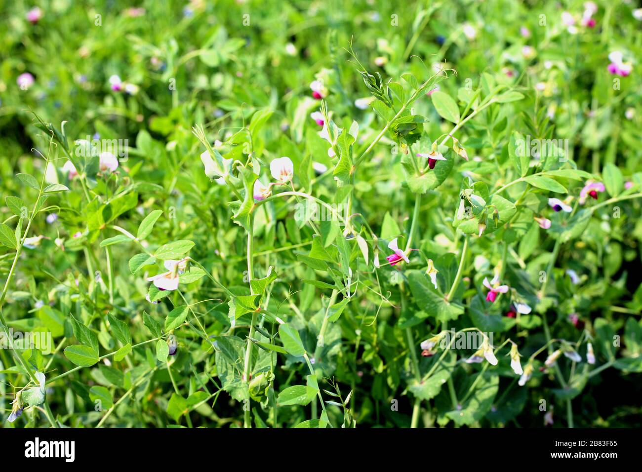 Come coltivare la pianta di piselli immagini e fotografie stock ad alta ...