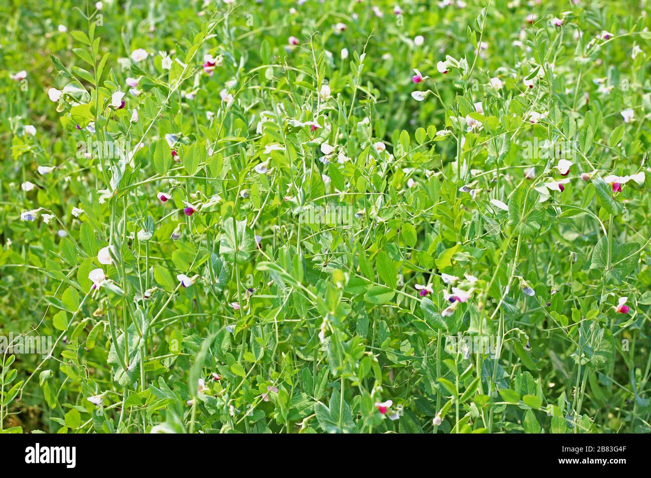 Come coltivare la pianta di piselli immagini e fotografie stock ad alta ...