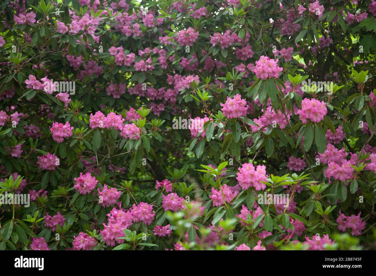 Azalea in giardino immagini e fotografie stock ad alta risoluzione - Alamy